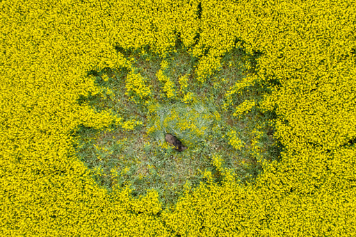 Pachová ochrana úrody | AgroScan